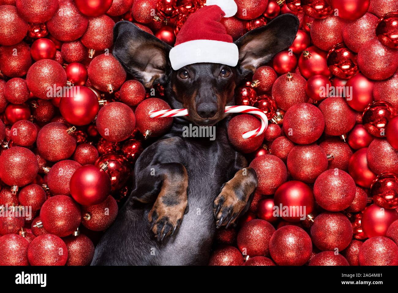 dachsund sausage dog as santa claus for christmas holidays resting on a ...
