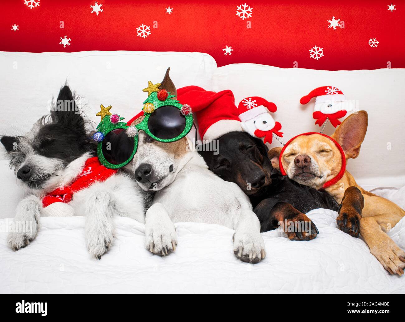 christmas santa claus row and group of dogs as a holiday season ...