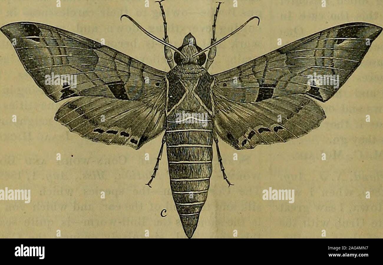 insect larva synonym