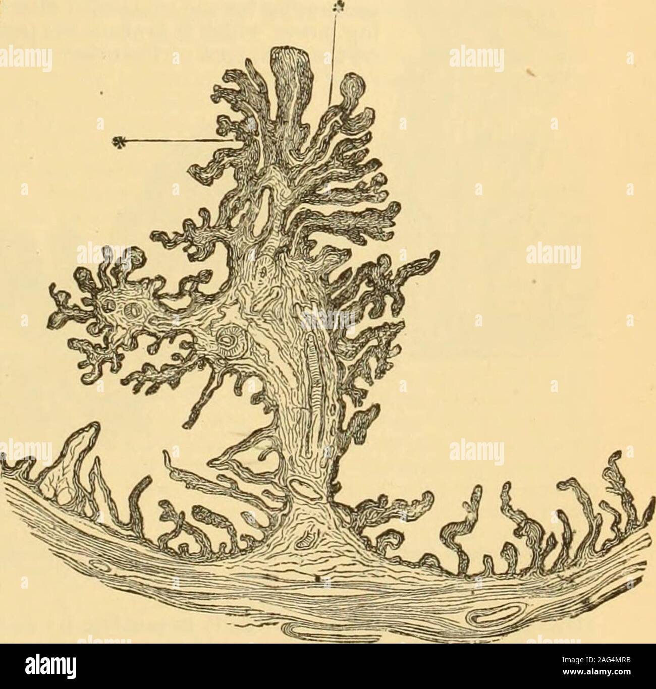 Henle Layer High Resolution Stock Photography and Images - Alamy