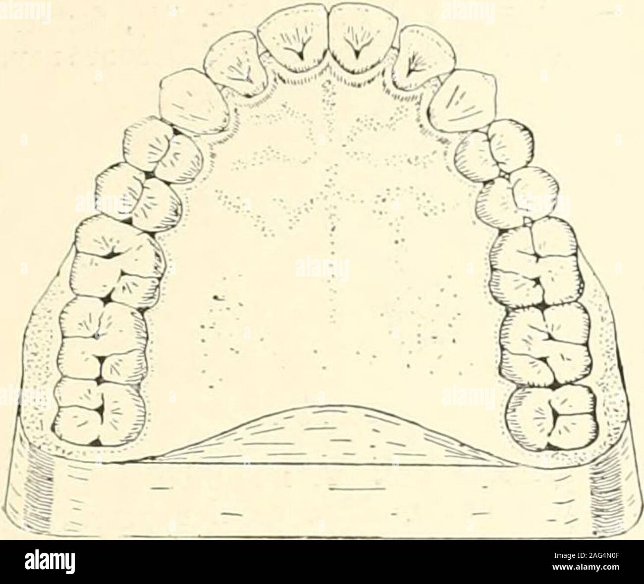 Permanent teeth eruption hi-res stock photography and images - Alamy