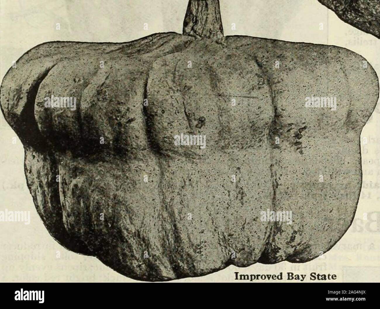 Marrowsquash hi-res stock photography and images - Alamy