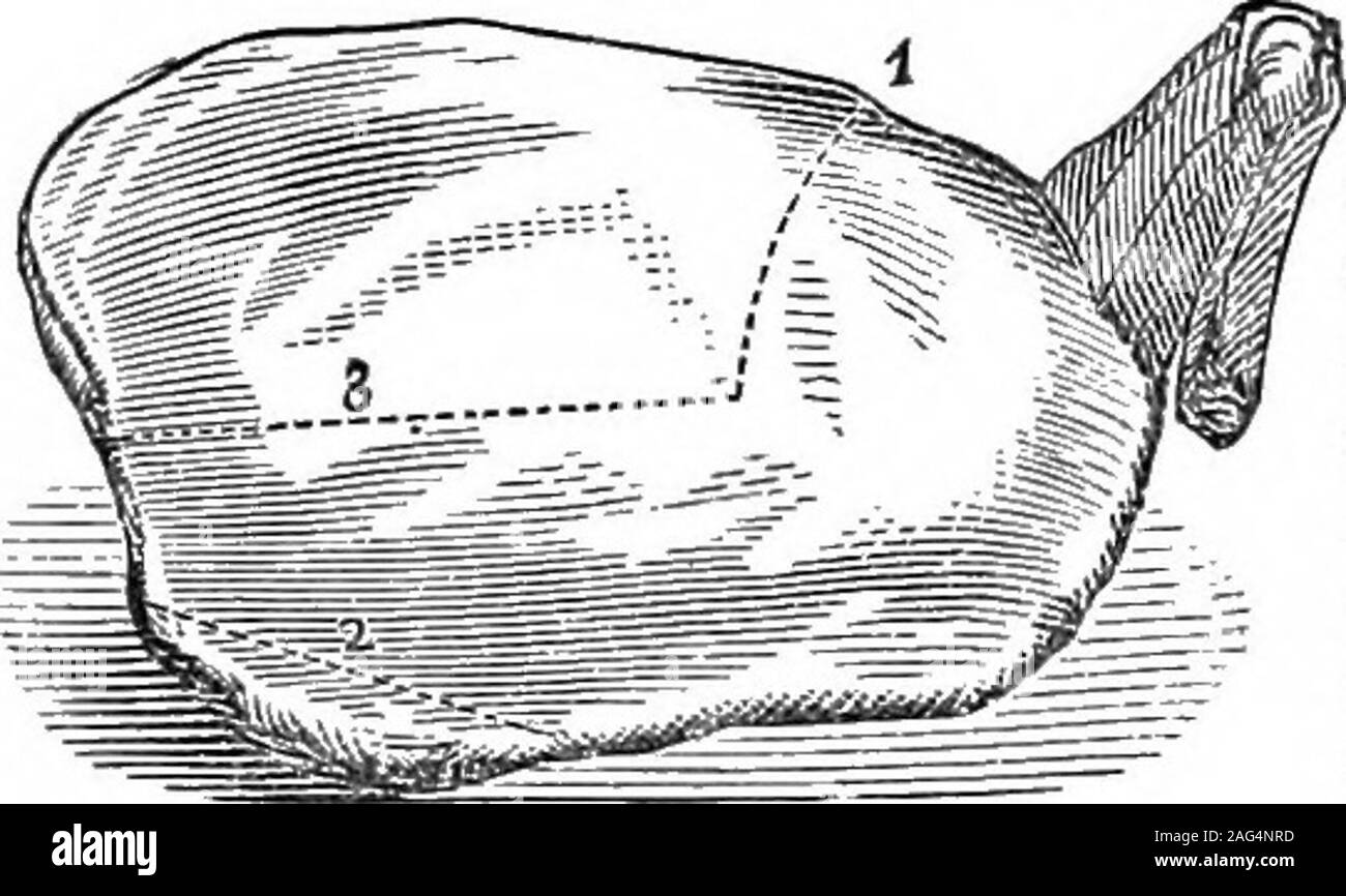 Shoulder 3 ways Black and White Stock Photos & Images - Alamy