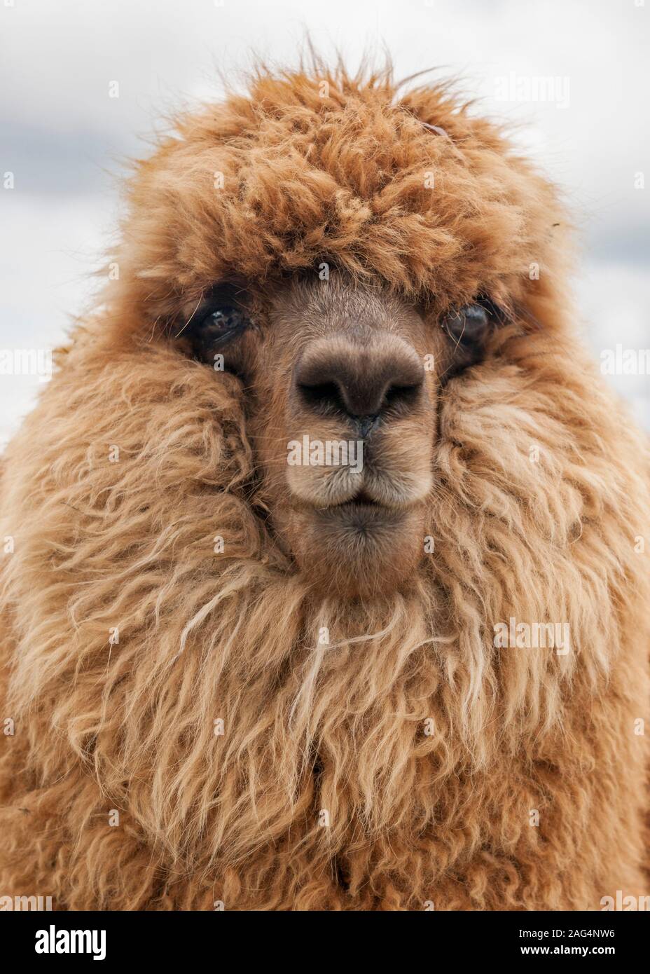 Close up alpaca hi-res stock photography and images - Alamy