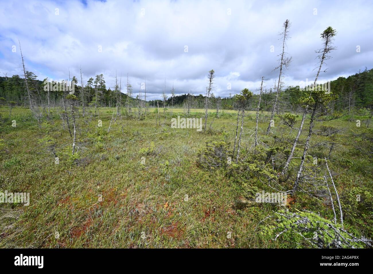 Beautiful scenery of a grassy field surrounded by green trees under the ...