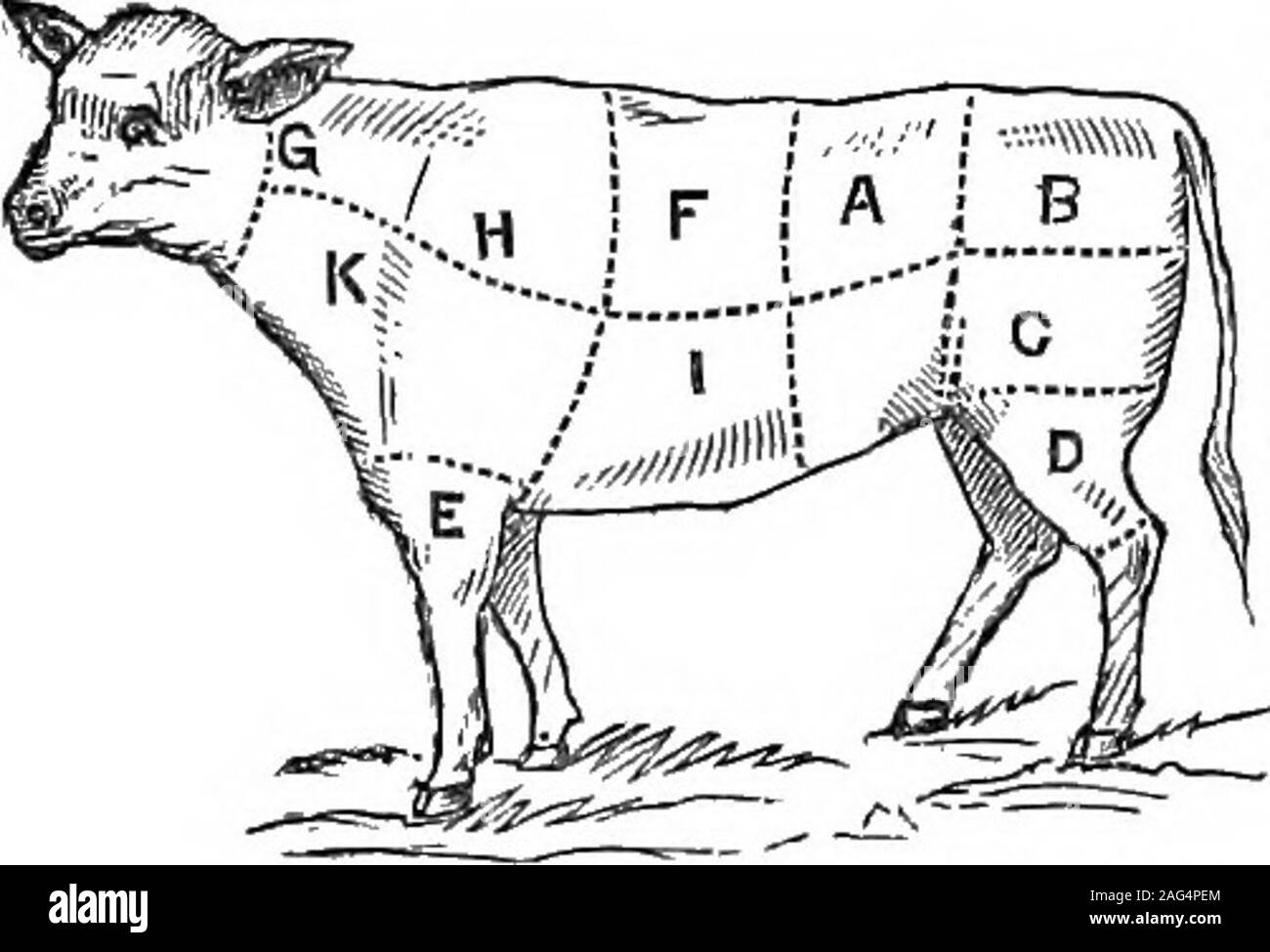 Best Cuts Of Veal