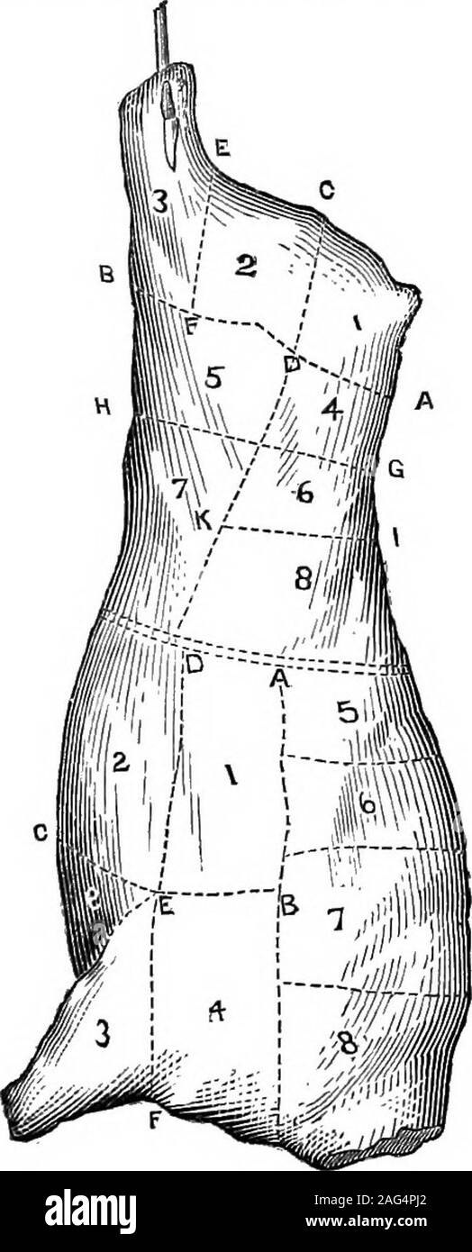 Forequarter beef cut Cut Out Stock Images & Pictures - Alamy