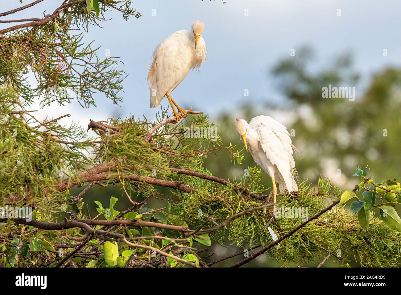 A couple of Cattle Egrets sharing a cypress tree with other wetland ...