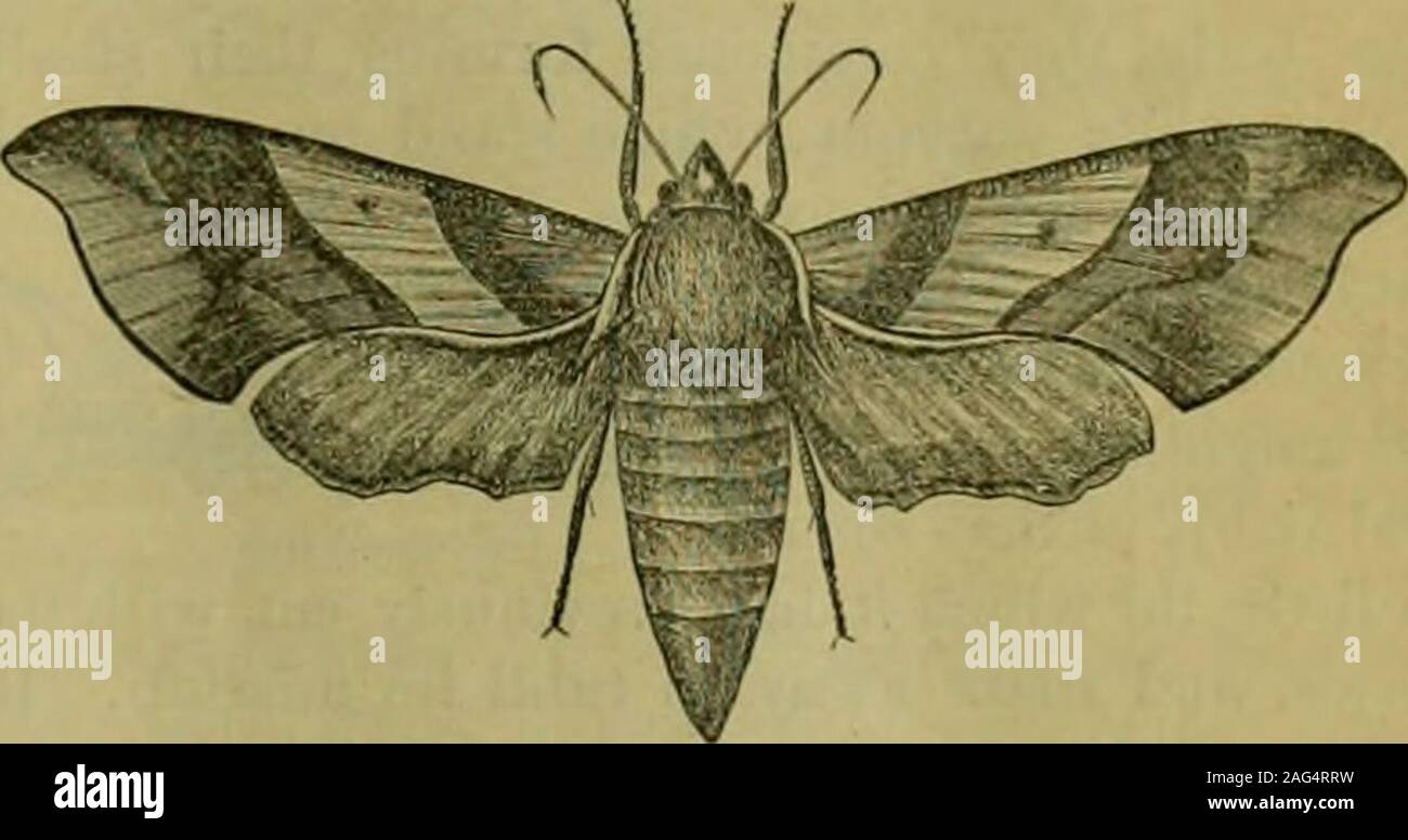 Deep brown moth hi-res stock photography and images - Alamy