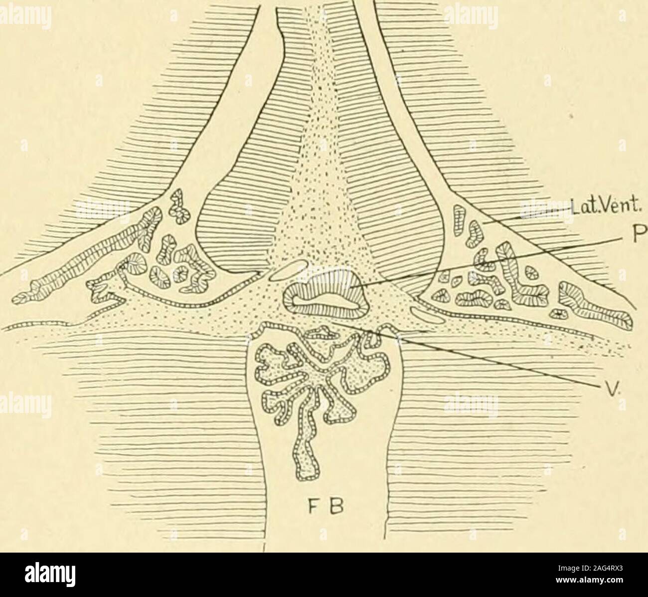 Choroid plexus hi-res stock photography and images - Alamy
