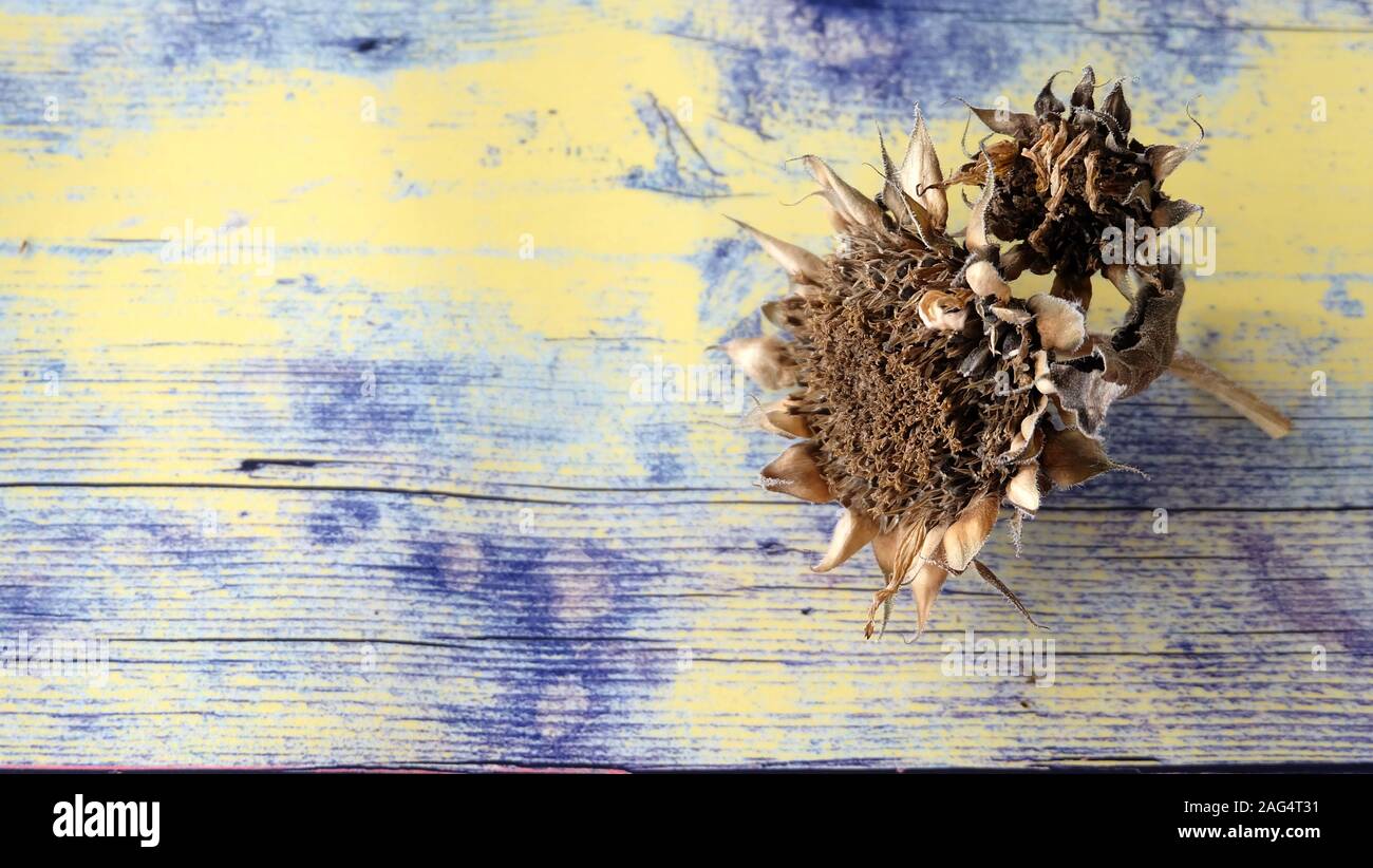 Dried sunflower hi-res stock photography and images - Alamy