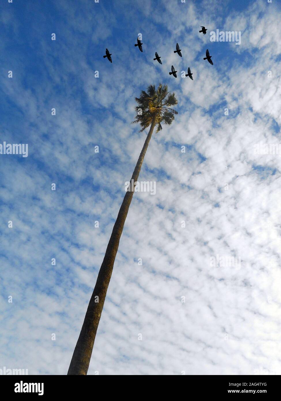 Hawaii bird flying over tree hi-res stock photography and images - Alamy