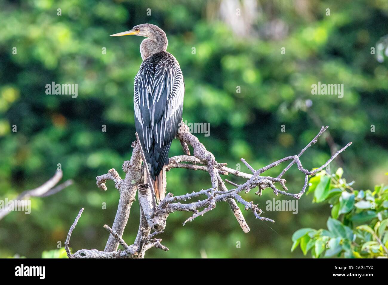 Female anhinga hi-res stock photography and images - Alamy