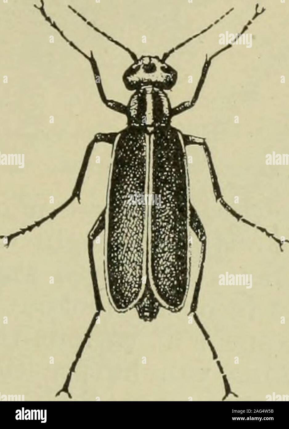 . Insect enemies and diseases of the tomato Stock Photo - Alamy