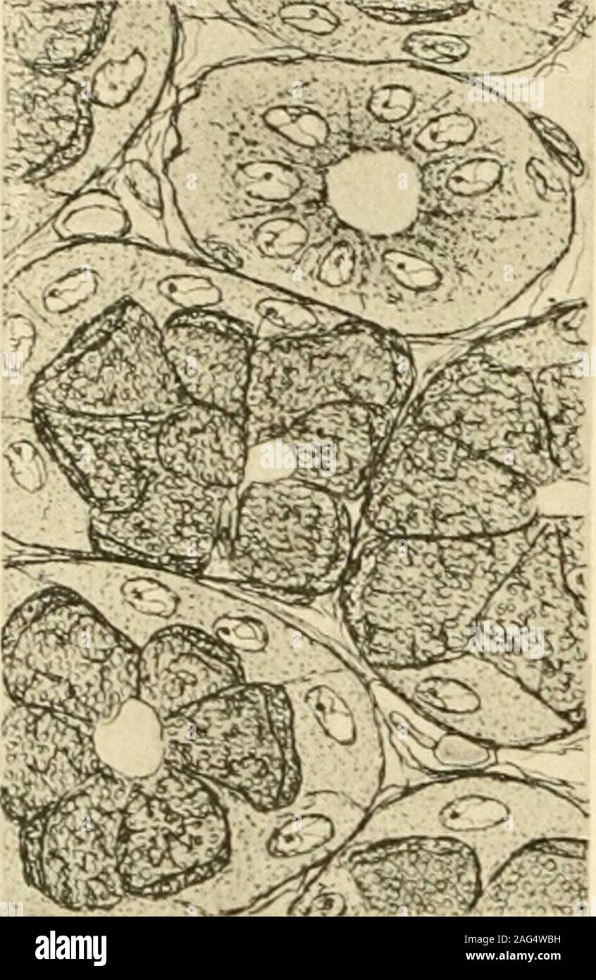 Buccal cells hi-res stock photography and images - Alamy