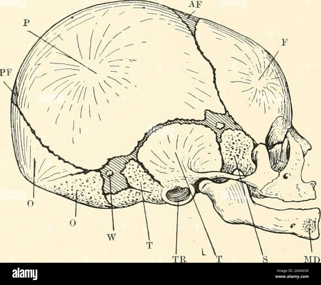Pterion hi-res stock photography and images - Alamy