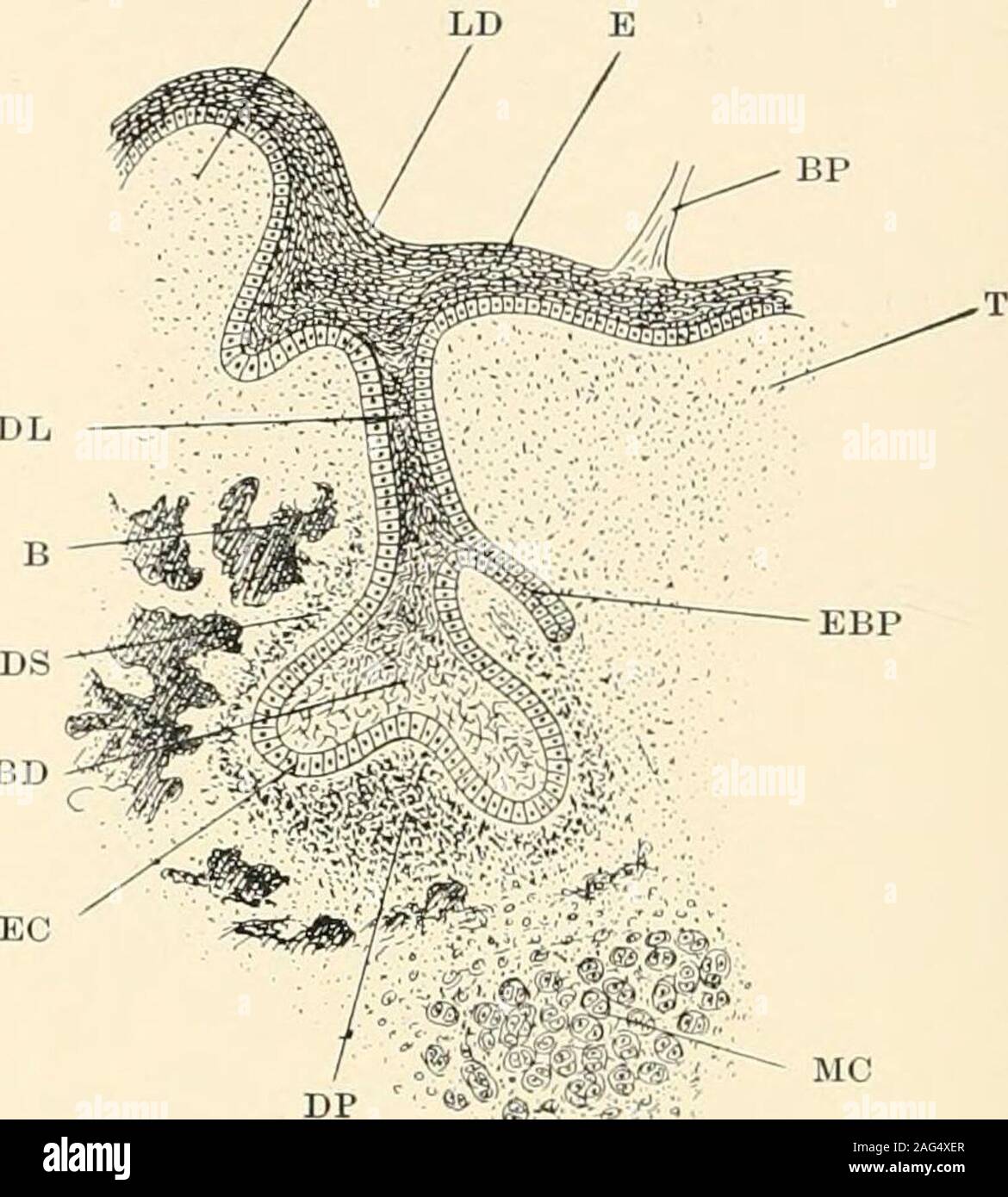 Quadrate jaw bone hi-res stock photography and images - Alamy
