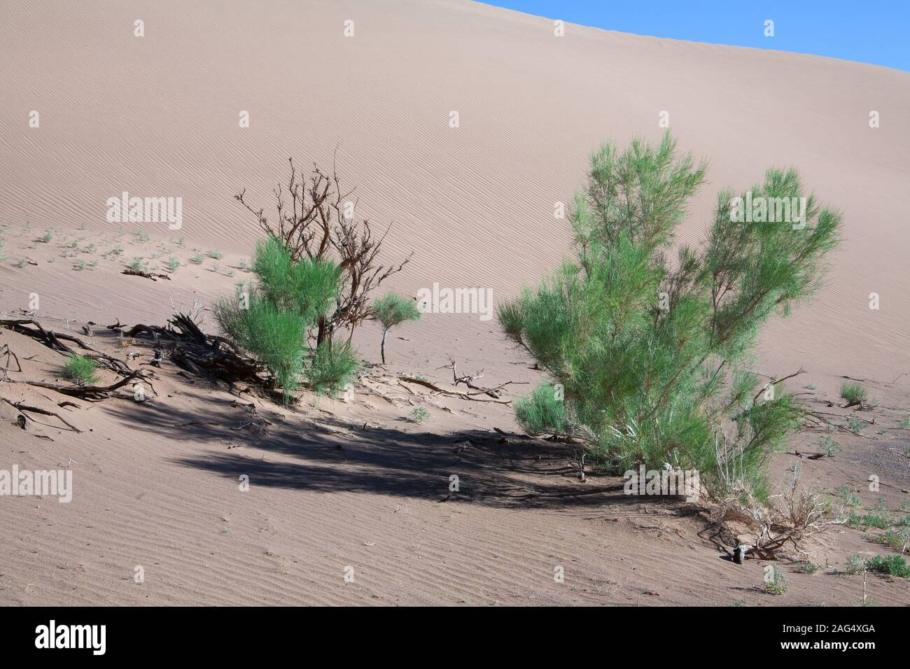 Gobi Desert Singing Sand Dunes tree Stock Photo - Alamy