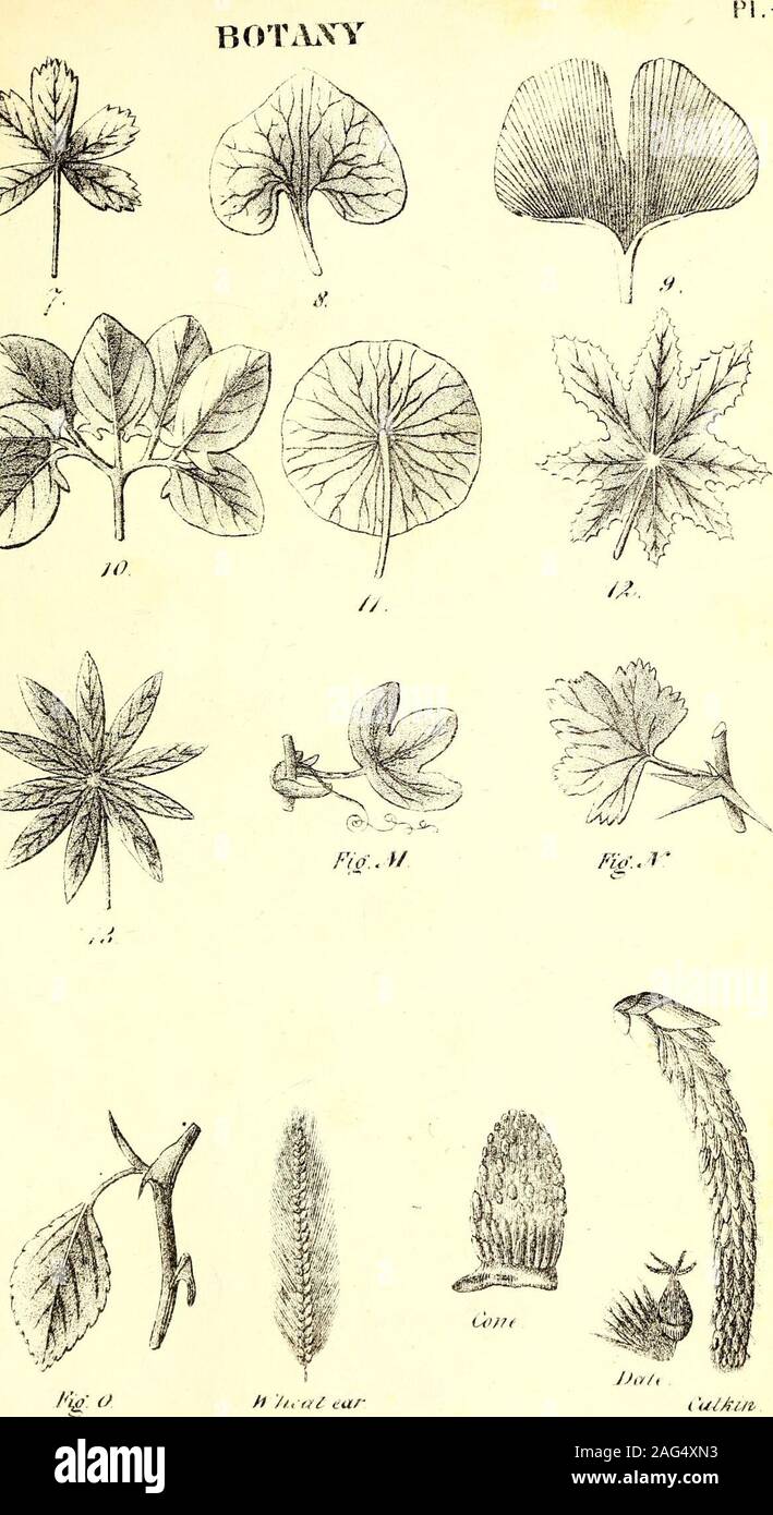 . A synopsis of natural history: embracing the natural history of ...