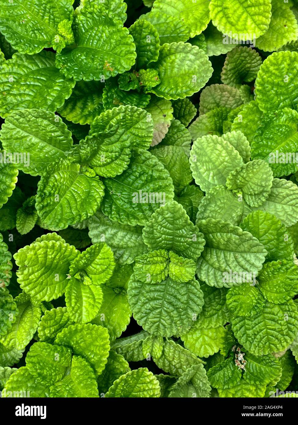 Vertical high angle shot of a bush of green leaves Stock Photo - Alamy