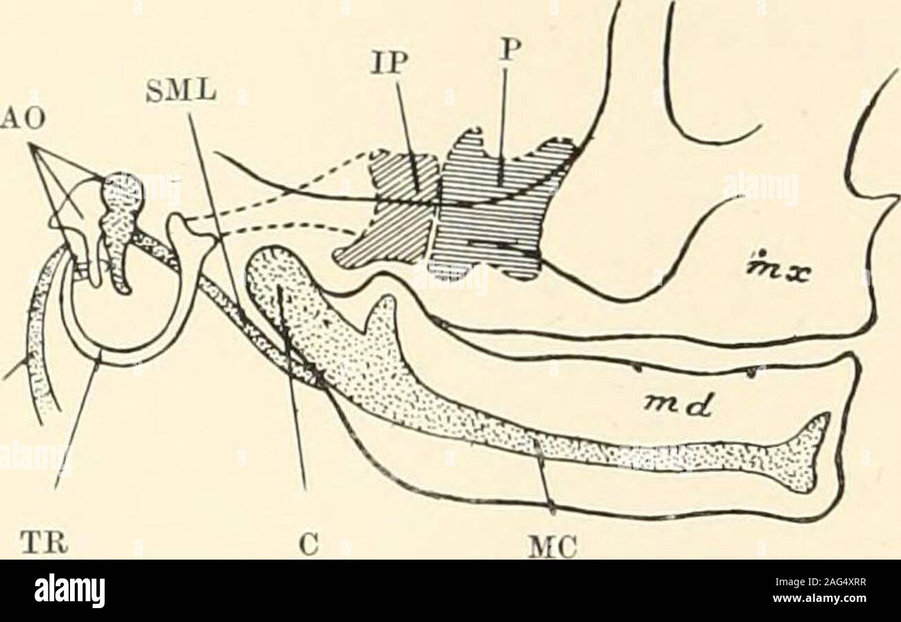 . The science and practice of dental surgery. e proximal end ofMeckels ...
