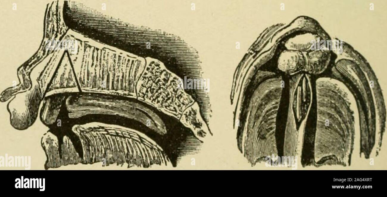 Intermaxillary bone hi-res stock photography and images - Alamy
