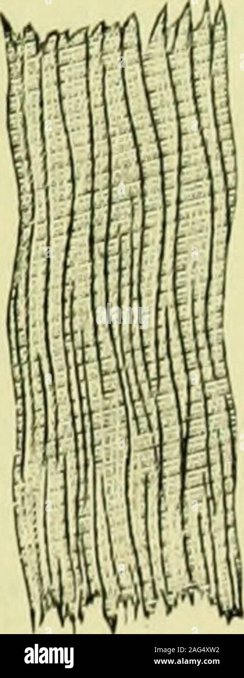 . Medical electricity; a practical treatise on the applications of ...