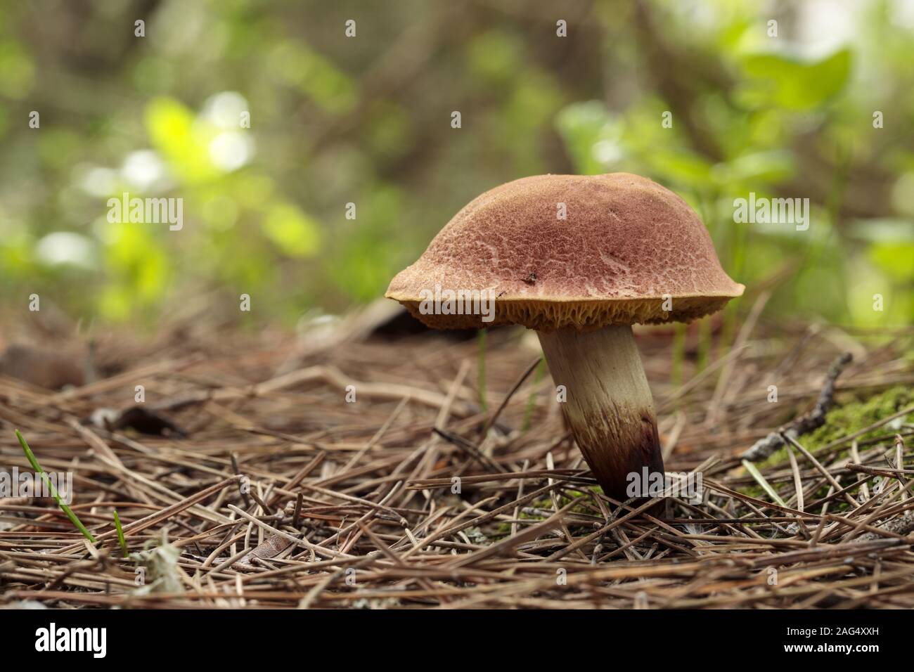 Xerocomellus species hi-res stock photography and images - Alamy