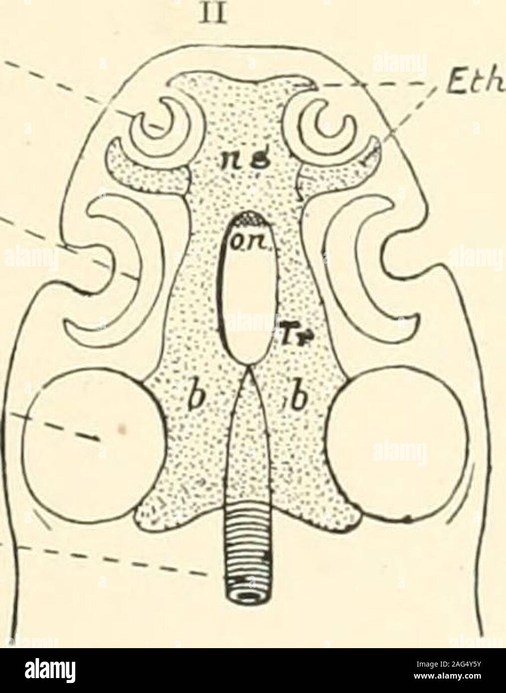 Optic stalk hi-res stock photography and images - Alamy