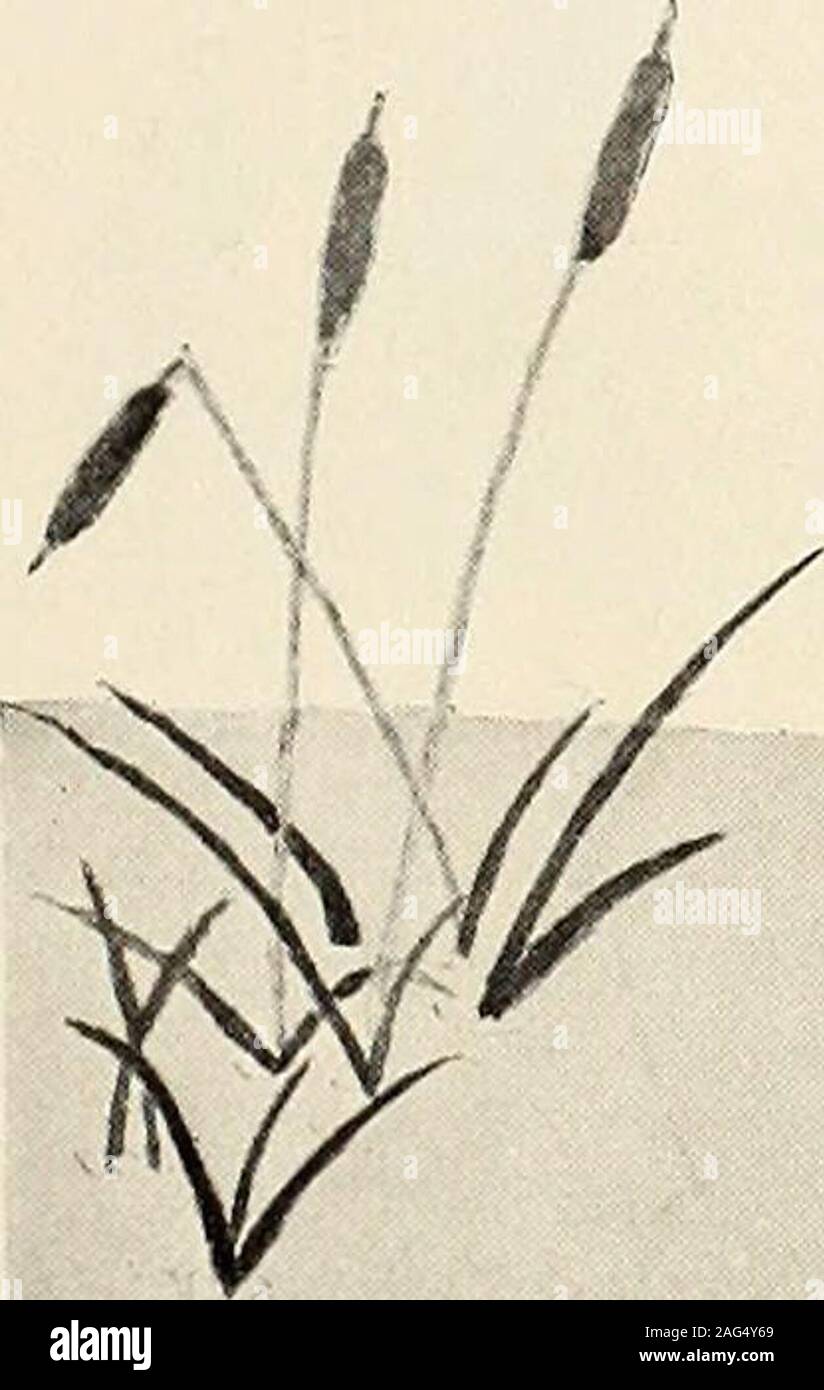 . St. Nicholas [serial]. *P» Stock Photo - Alamy