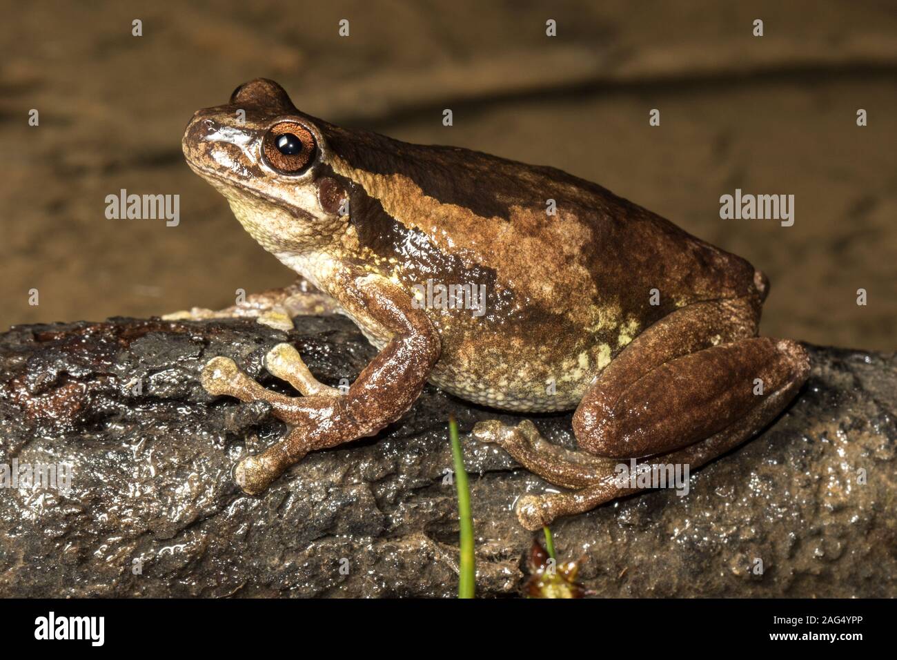 Whistling Tree Frog Stock Photo - Alamy