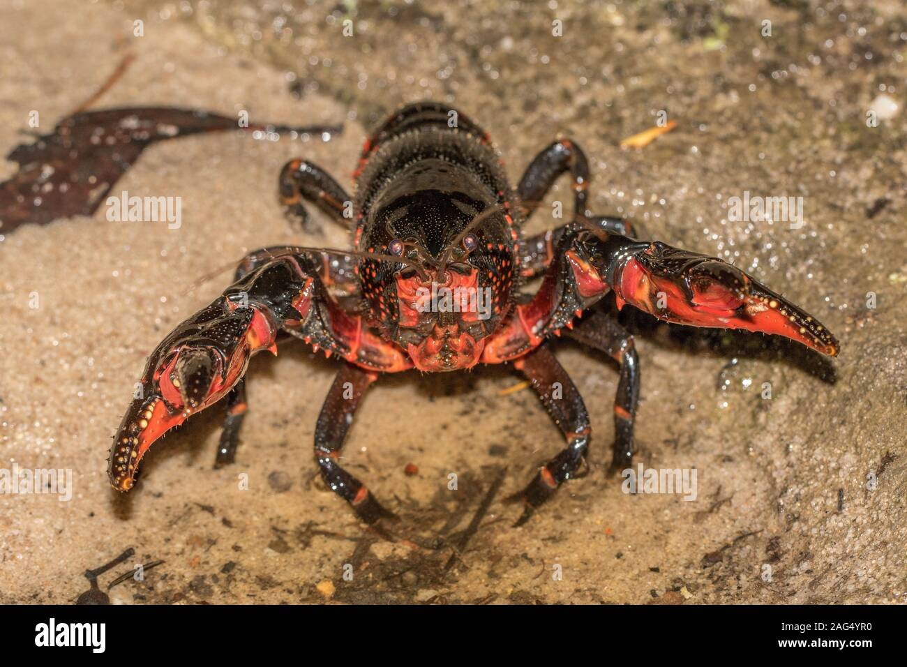 Australian nippers hi-res stock photography and images - Alamy