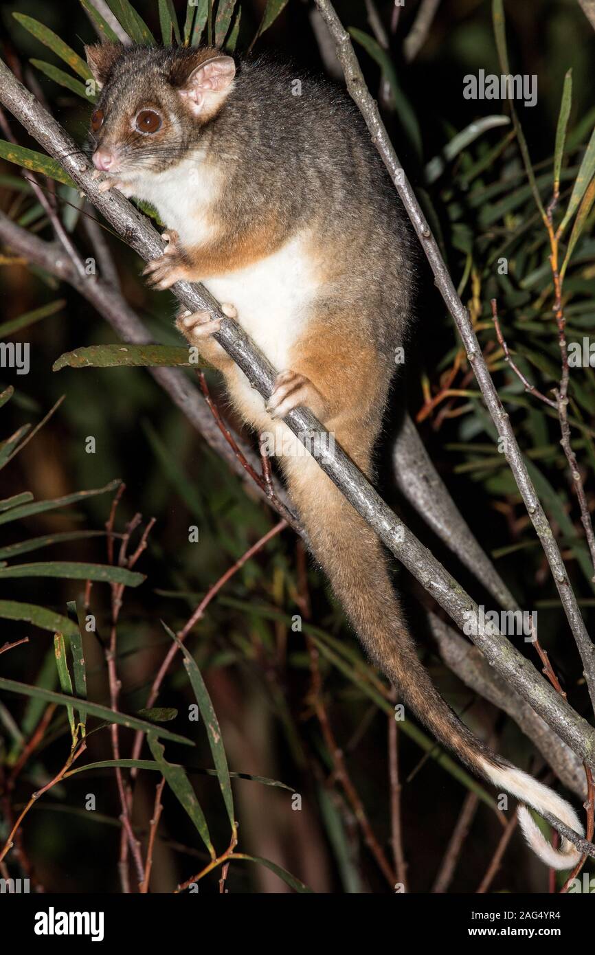 Cute Ring Tailed Possum
