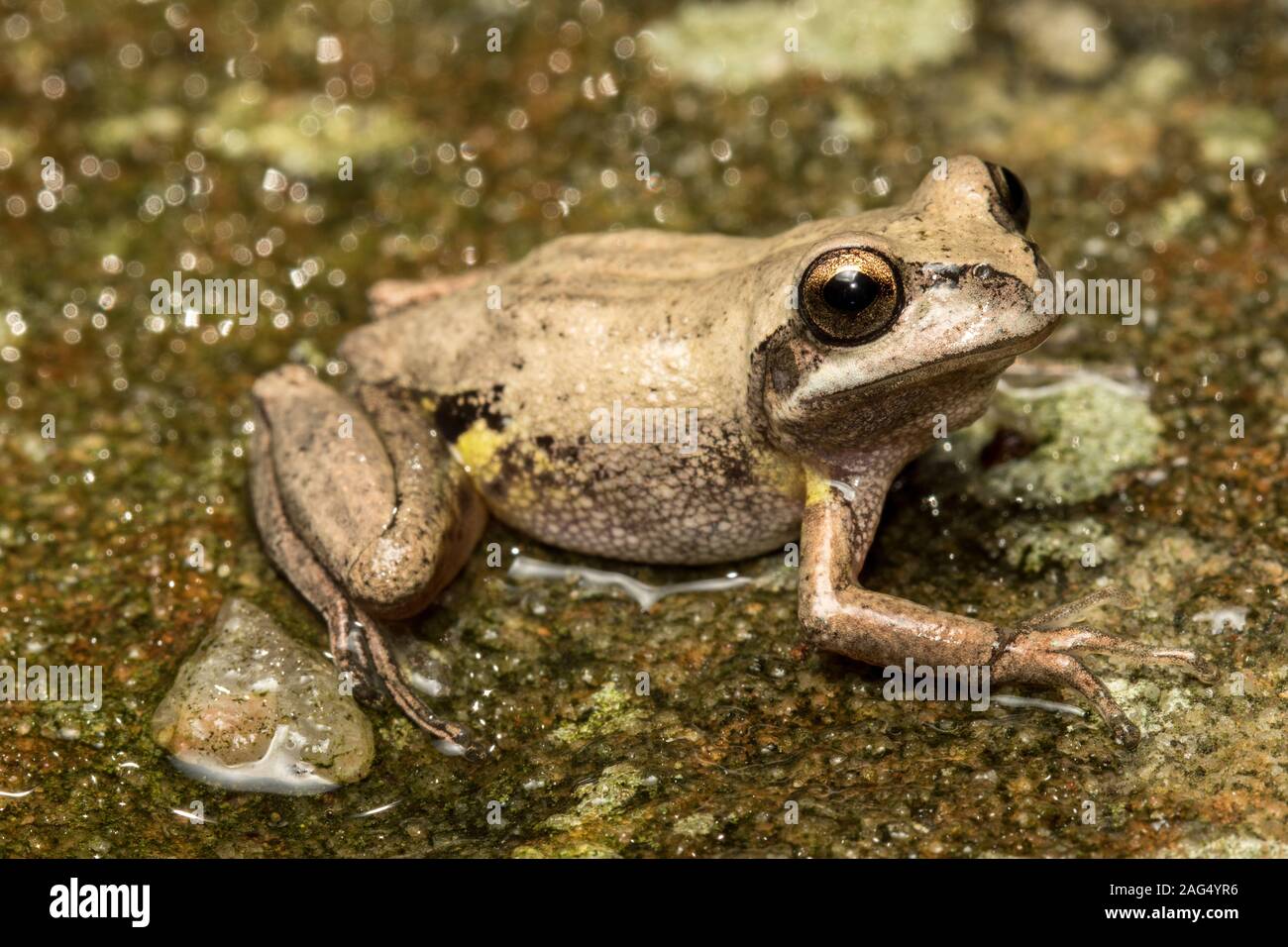 Whistling Tree Frog Stock Photo - Alamy