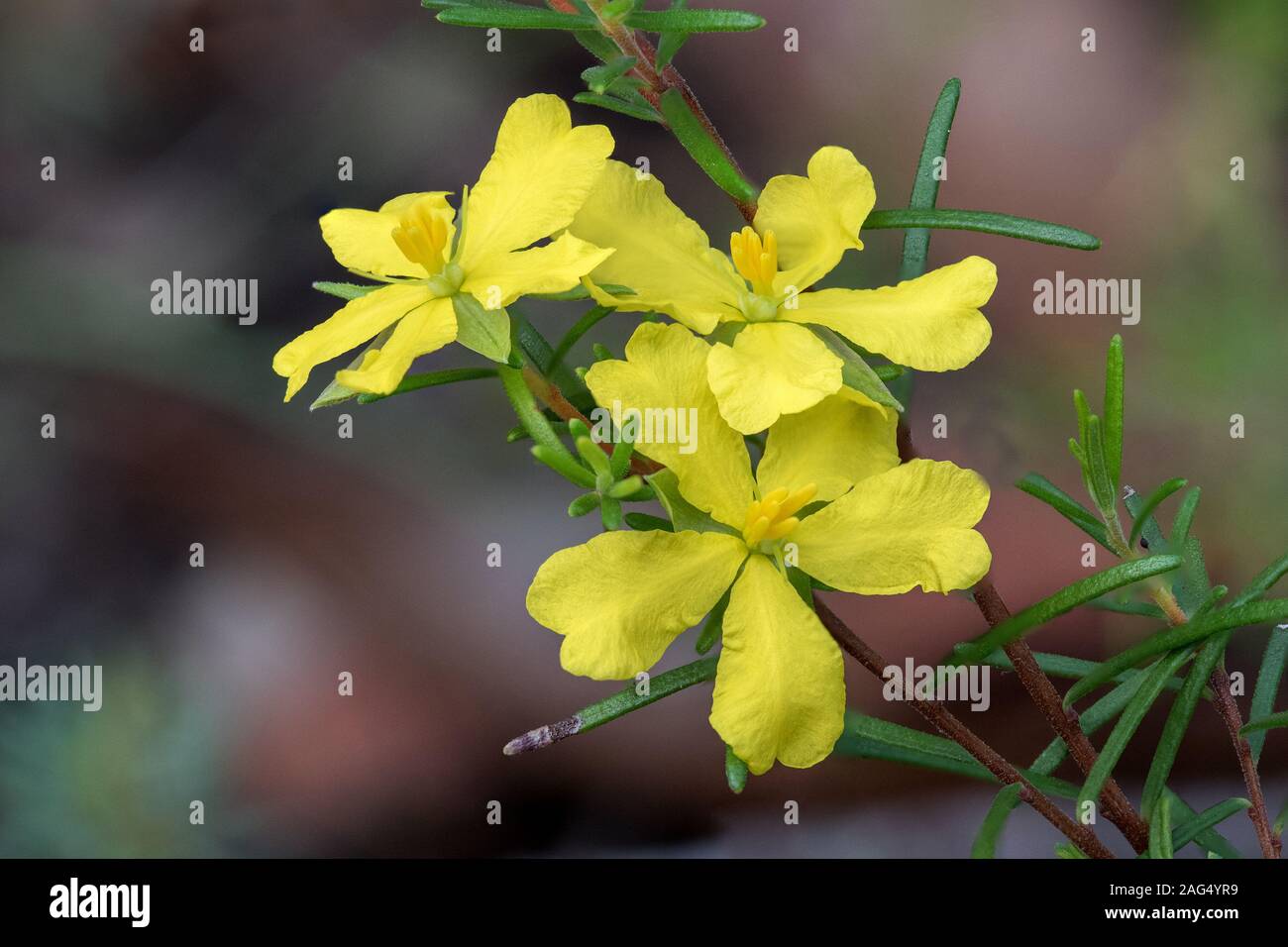 Australian guinea flower hi-res stock photography and images - Alamy