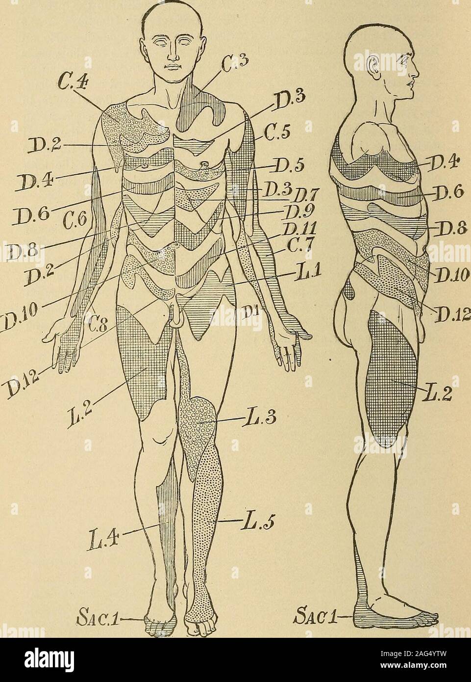 . A manual of diseases of the nervous system. rvical trunk, and passes ...