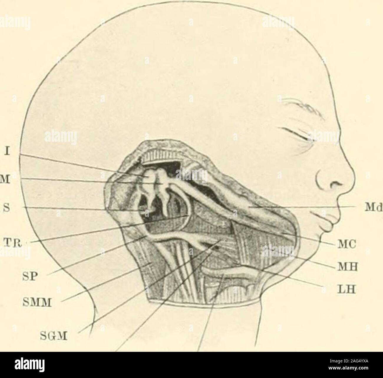 . The science and practice of dental surgery. The cartilages of the ...