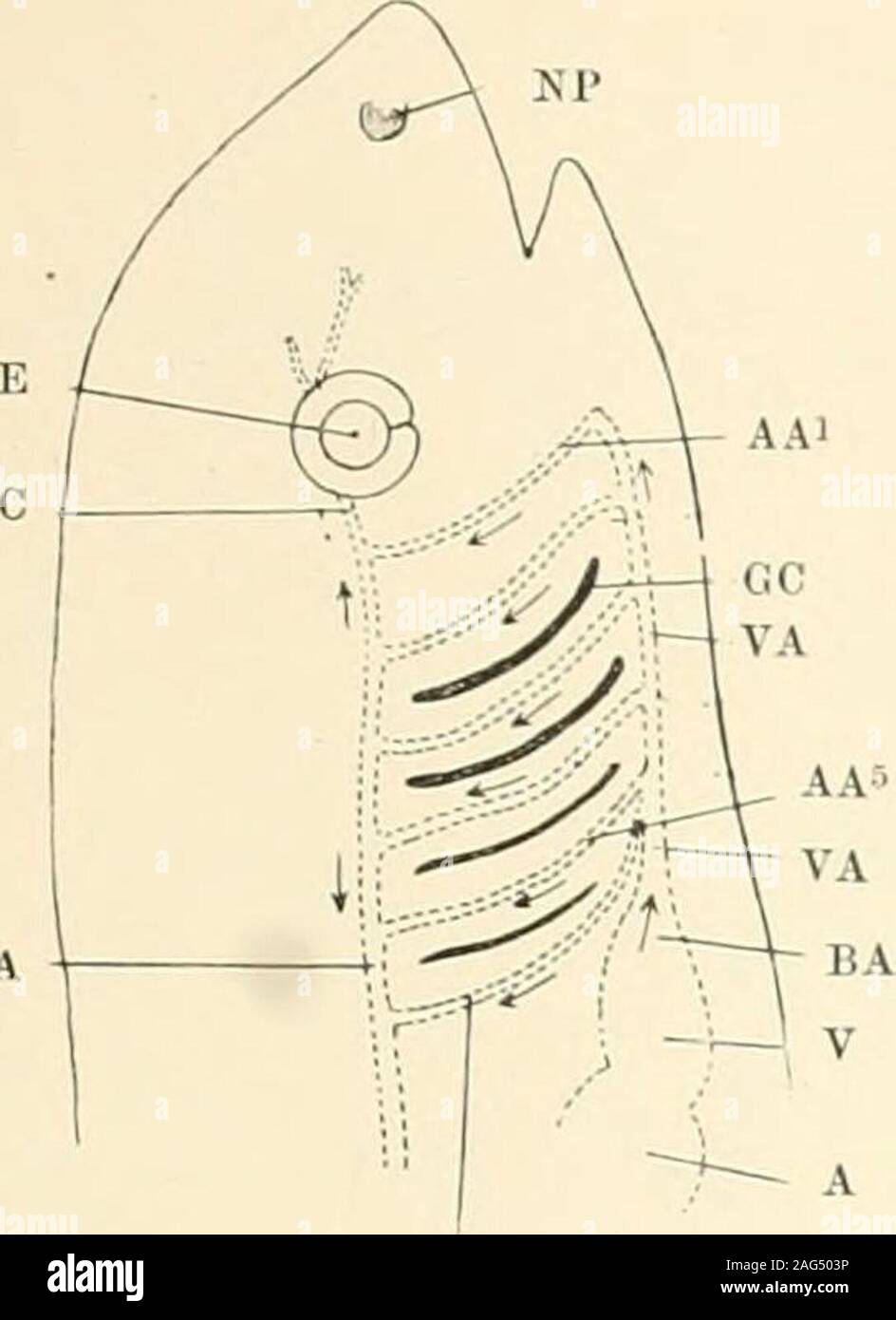 . The science and practice of dental surgery. 1, Fig. 18.—Showing the ...