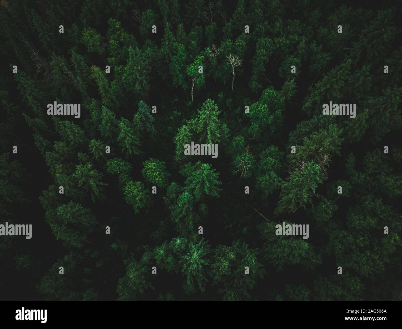 High angle shot of a beautiful tropical jungle with exotic tall trees ...