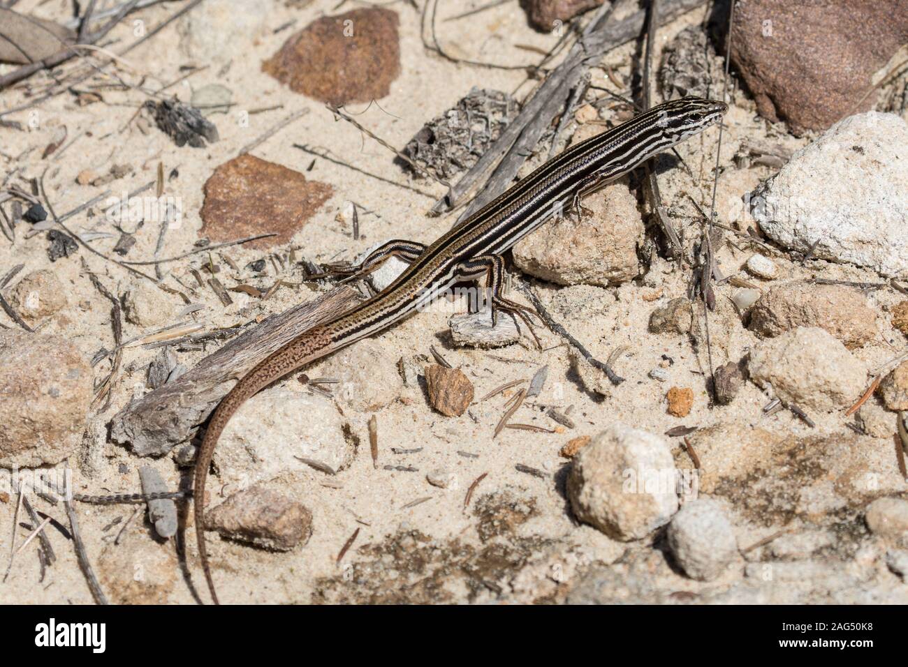 Copper tailed skink hi-res stock photography and images - Alamy