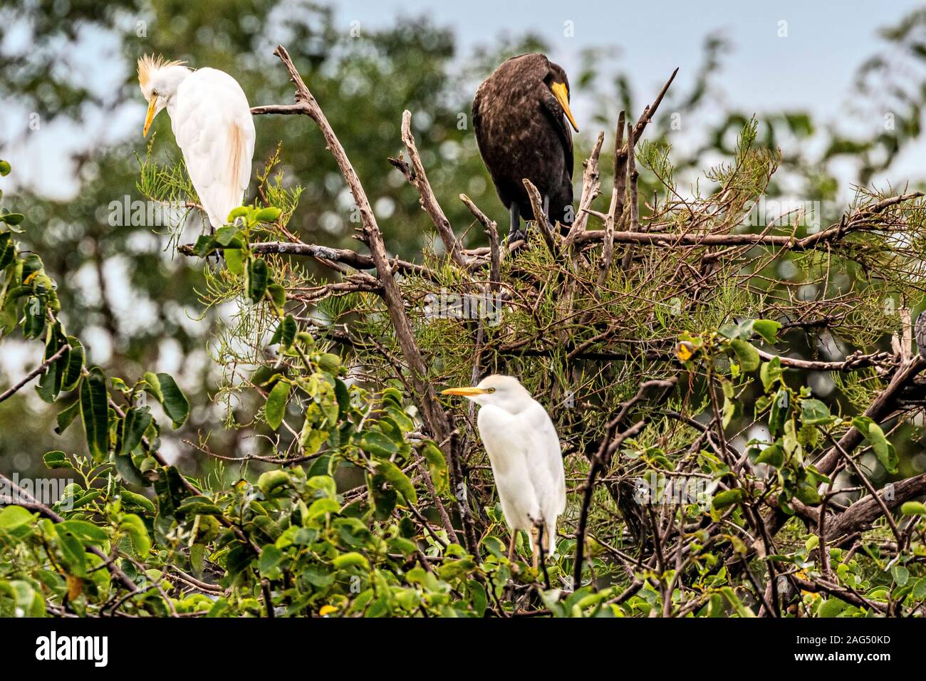 A couple of Cattle Egrets sharing a cypress tree with other wetland ...