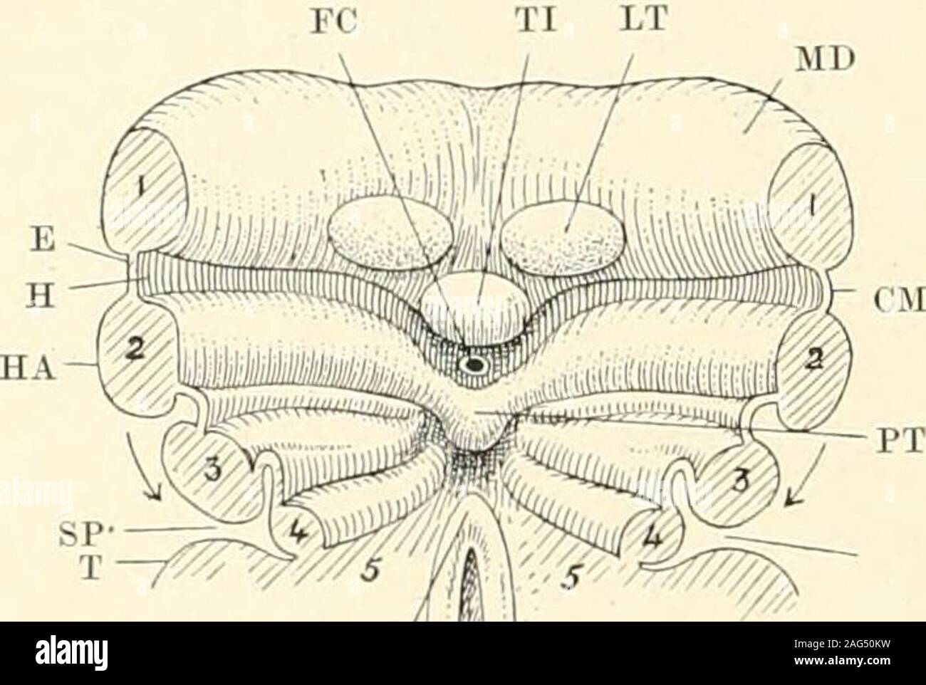 . The science and practice of dental surgery. Fig. 15. — Diagram ...