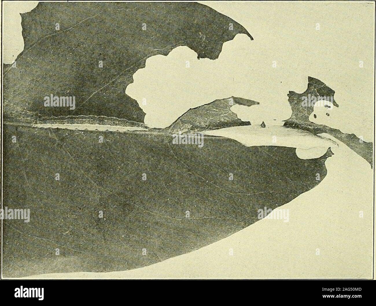 Botfly larva hi-res stock photography and images - Alamy