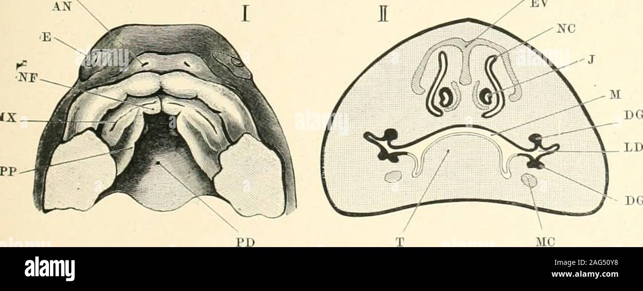 . The science and practice of dental surgery. maxillary processes are ...