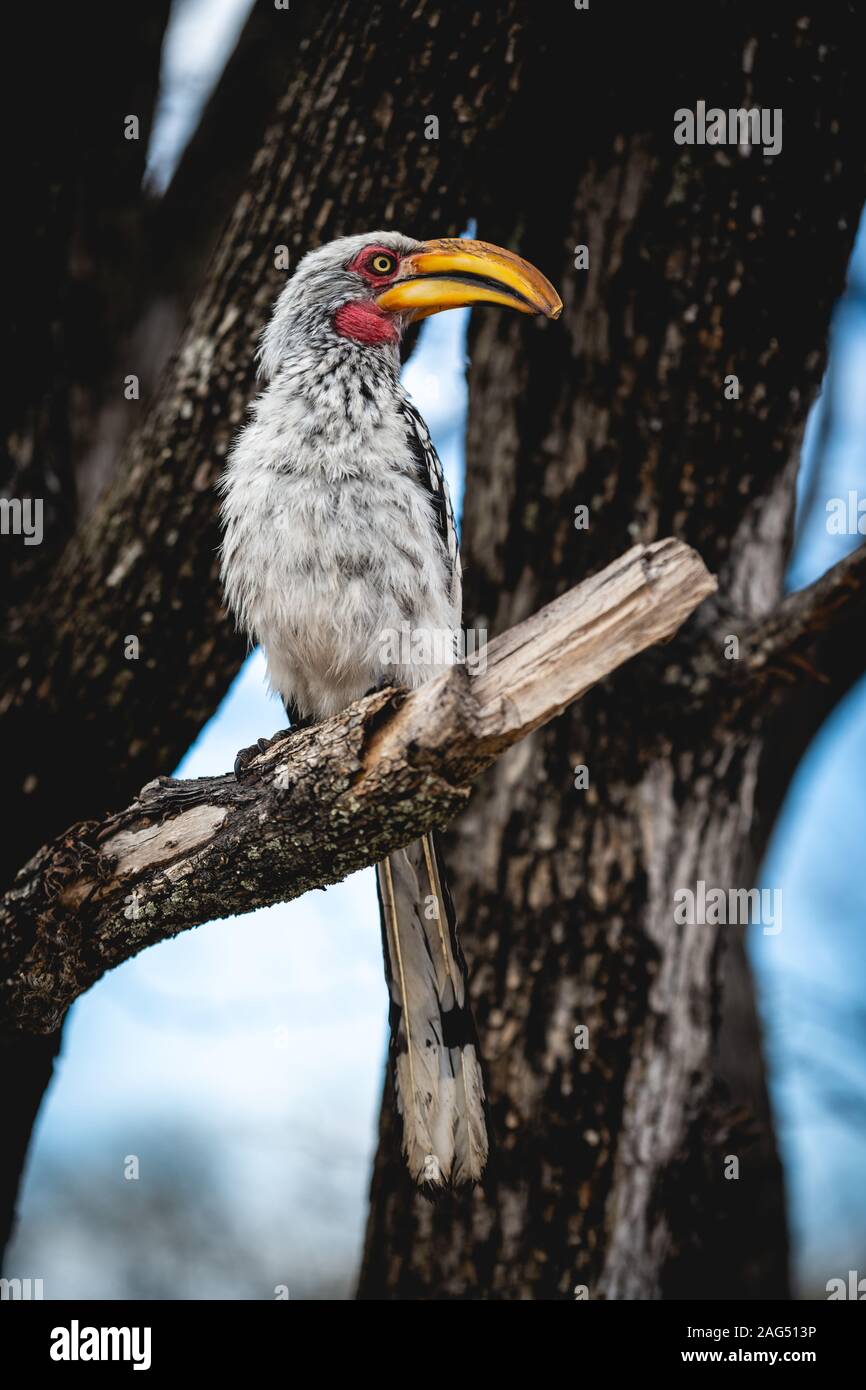Vertical shot of a rare parrot sitting on a branch with the tree in the ...