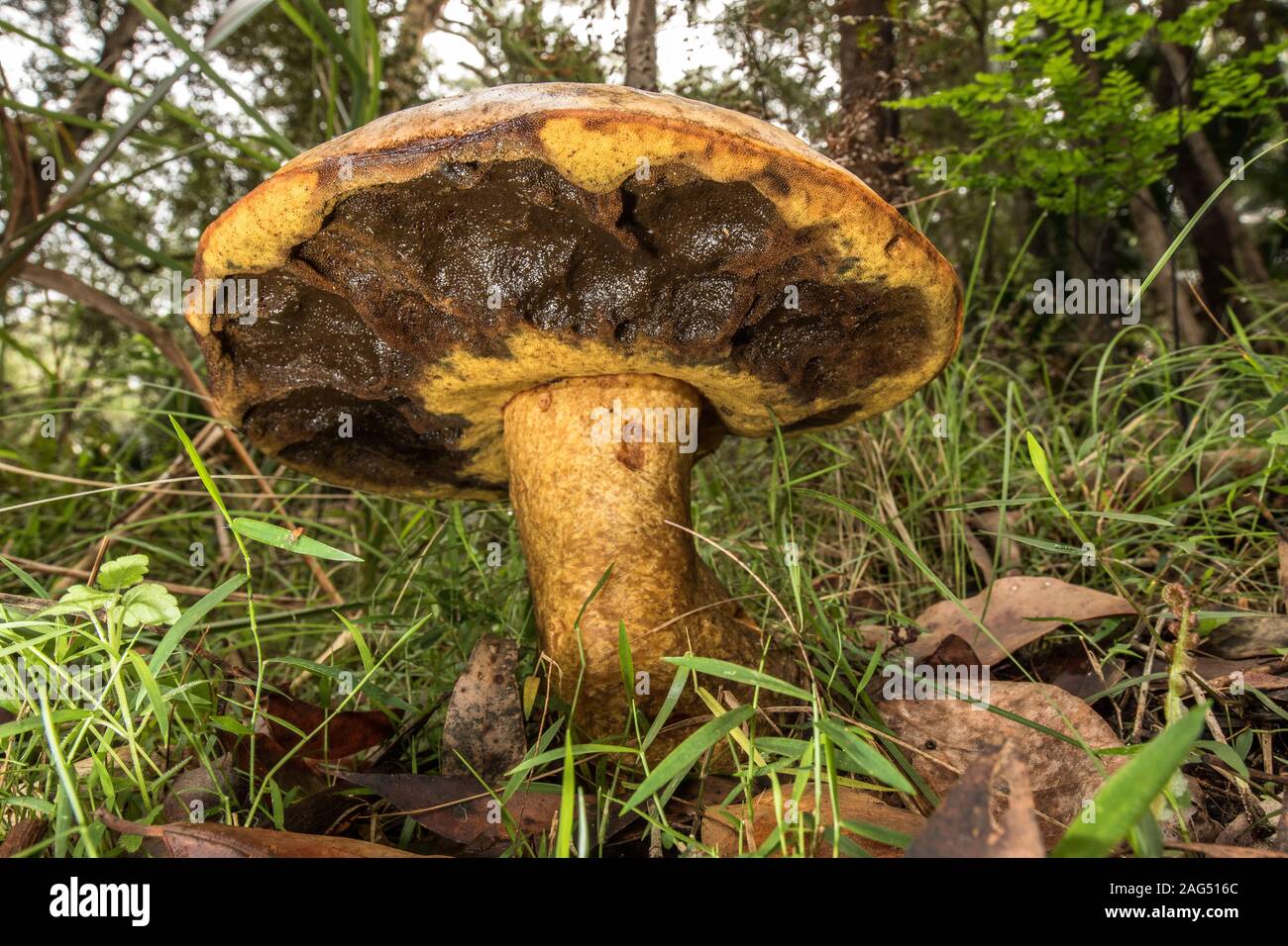 Large Toadstool High Resolution Stock Photography and Images - Alamy