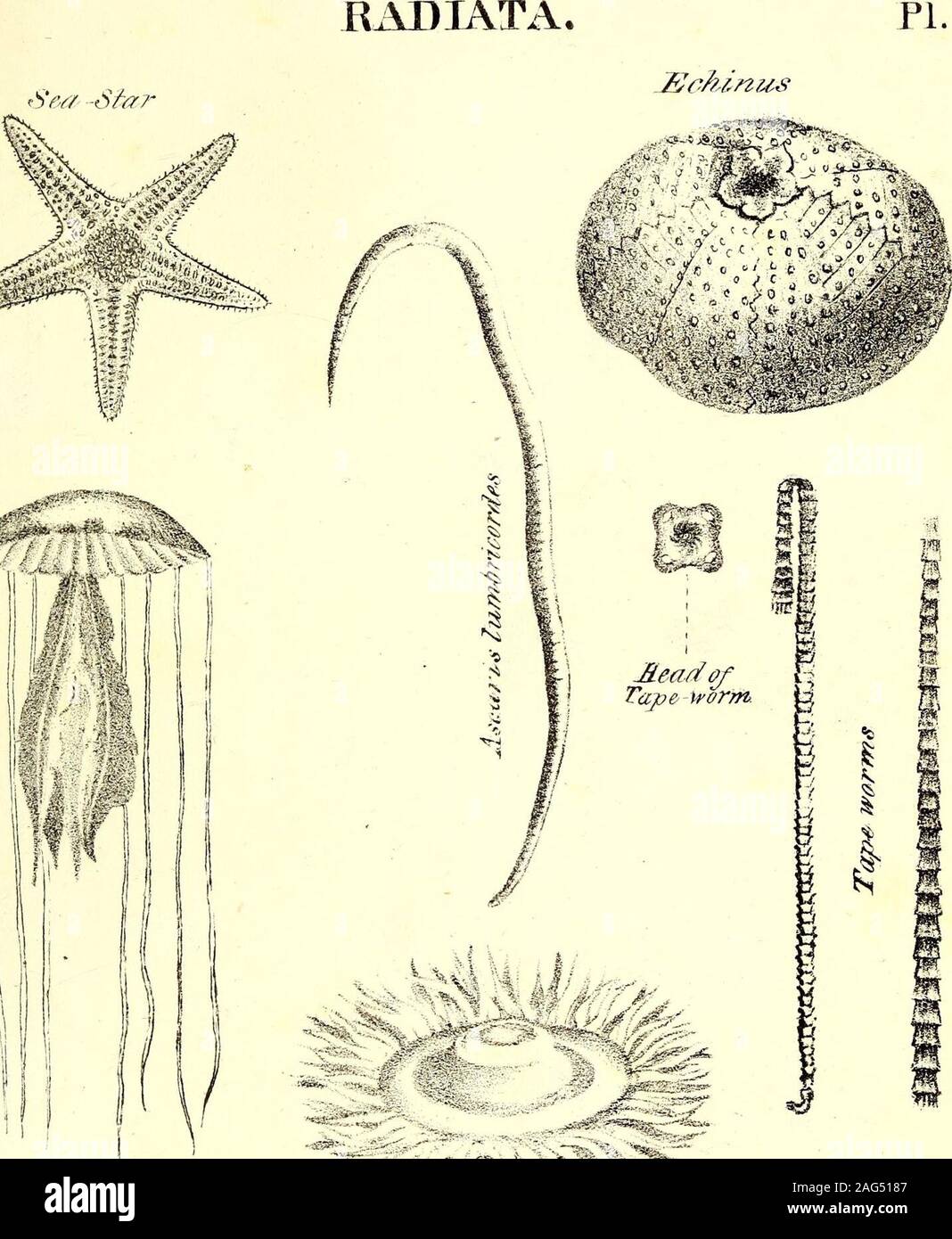 . A synopsis of natural history: embracing the natural history of ...