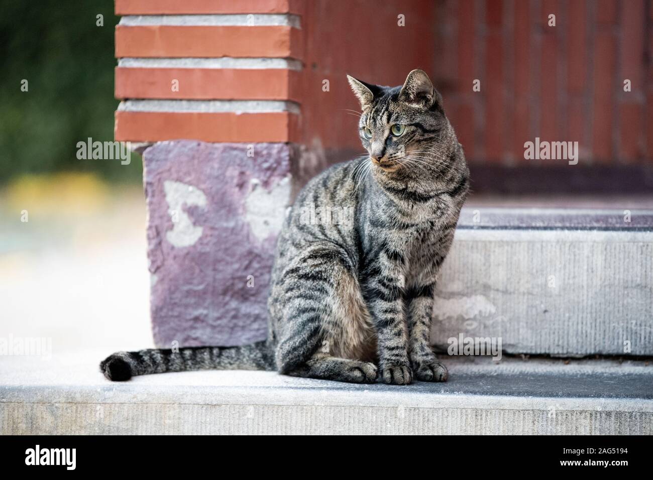 Beautiful striped cat sitting on a step in front of a brick building ...