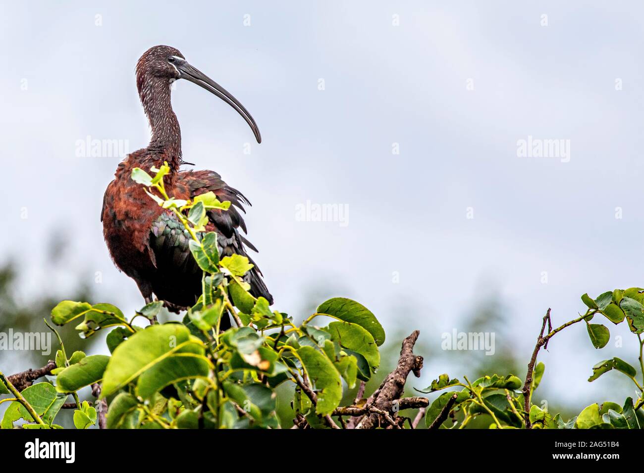 Ibises tree hi-res stock photography and images - Alamy