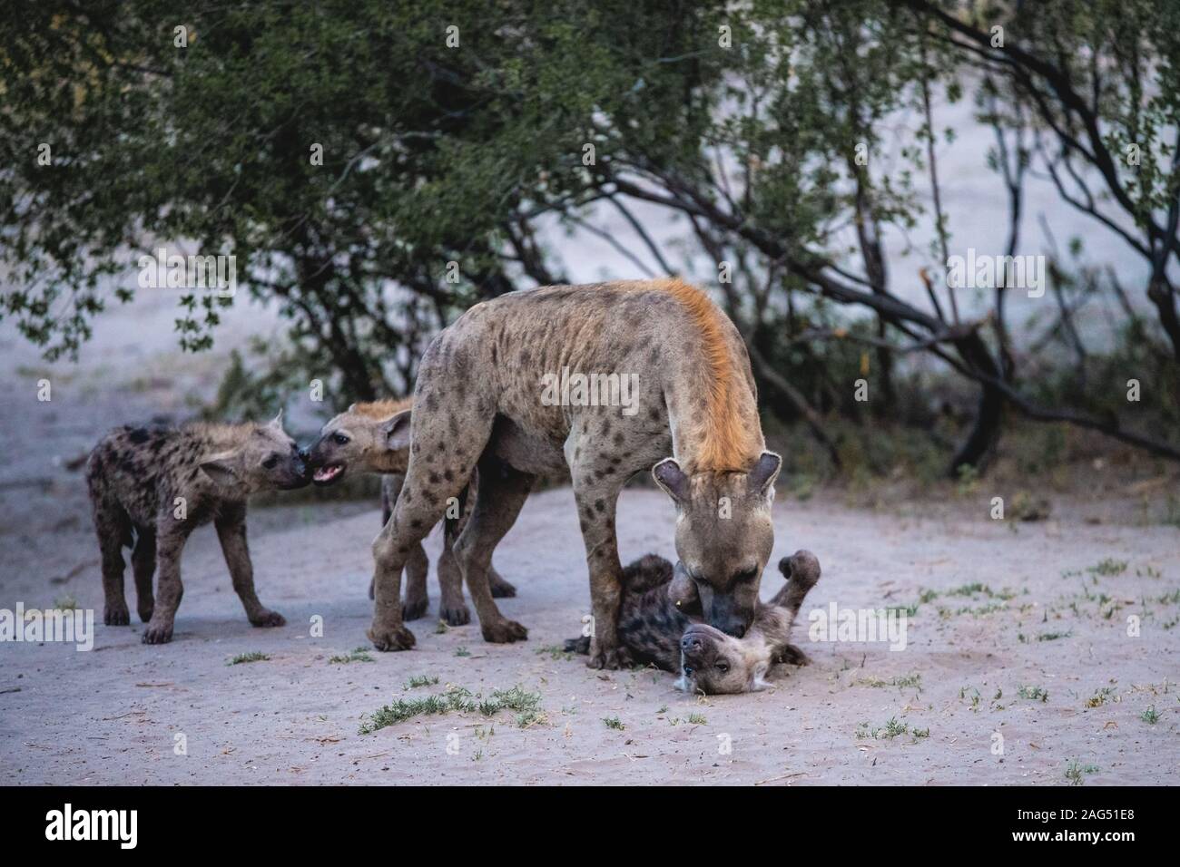 Hyena playing with her cubs on the sandy ground in the jungle Stock ...